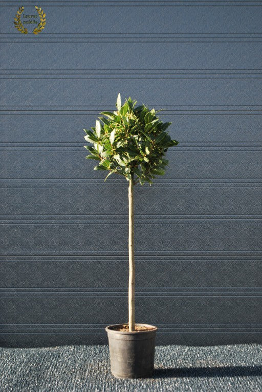 Laurus nobilis (2.5 Ltr) 90-110cm Standard – Easy Garden Centre
